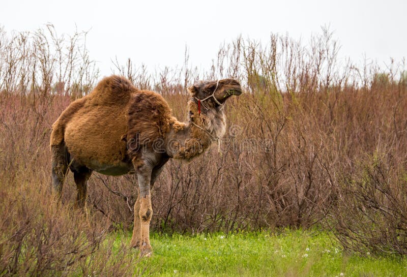 Portrait of Camel on Nature in Spring Stock Image - Image of wool, head ...