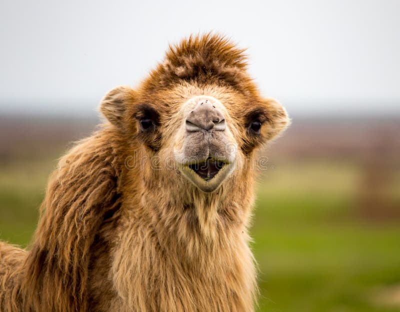 Portrait of Camel on Nature in Spring Stock Photo - Image of wild ...