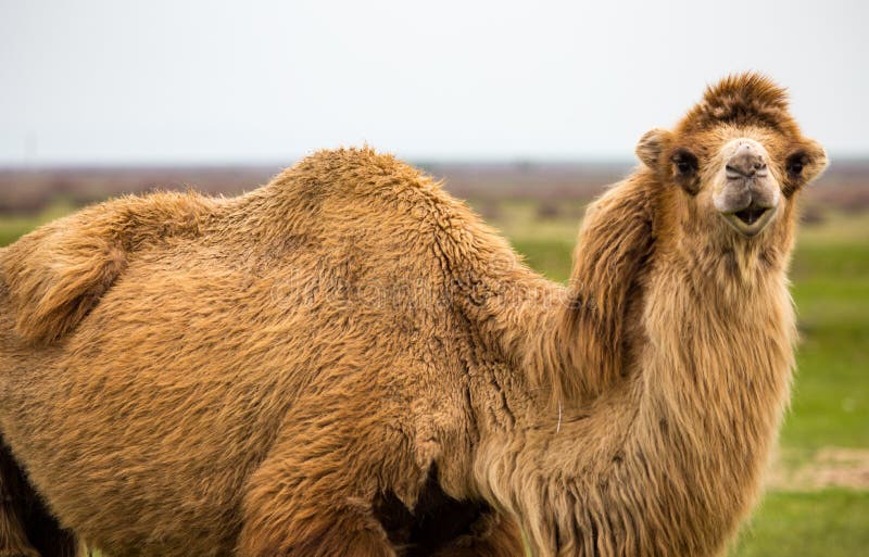 Portrait of Camel on Nature in Spring Stock Image - Image of portrait ...