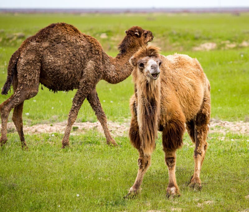 Portrait of Camel on Nature in Spring Stock Image - Image of white ...