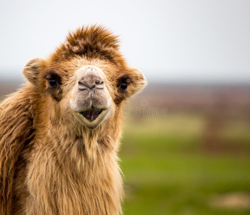 Portrait of Camel on Nature in Spring Stock Image - Image of cute, hump ...