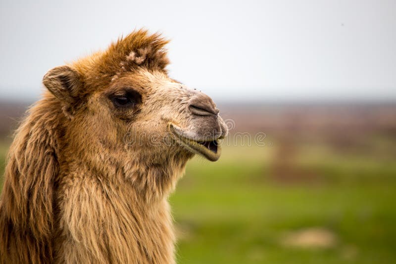2,005 Camel Spring Stock Photos - Free & Royalty-Free Stock Photos from ...