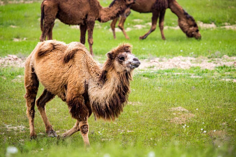 Portrait of Camel on Nature in Spring Stock Photo - Image of hump ...