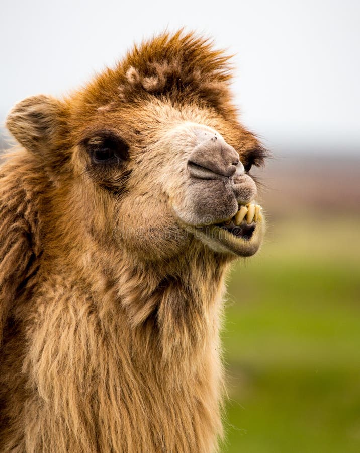 Portrait of Camel on Nature in Spring Stock Photo - Image of wool ...