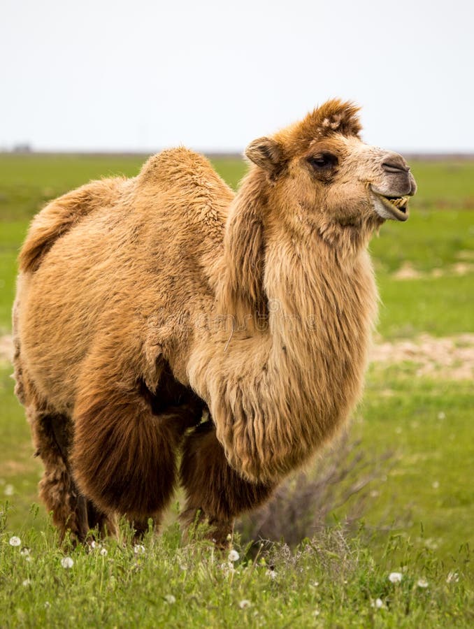 Portrait of Camel on Nature in Spring Stock Image - Image of portrait ...