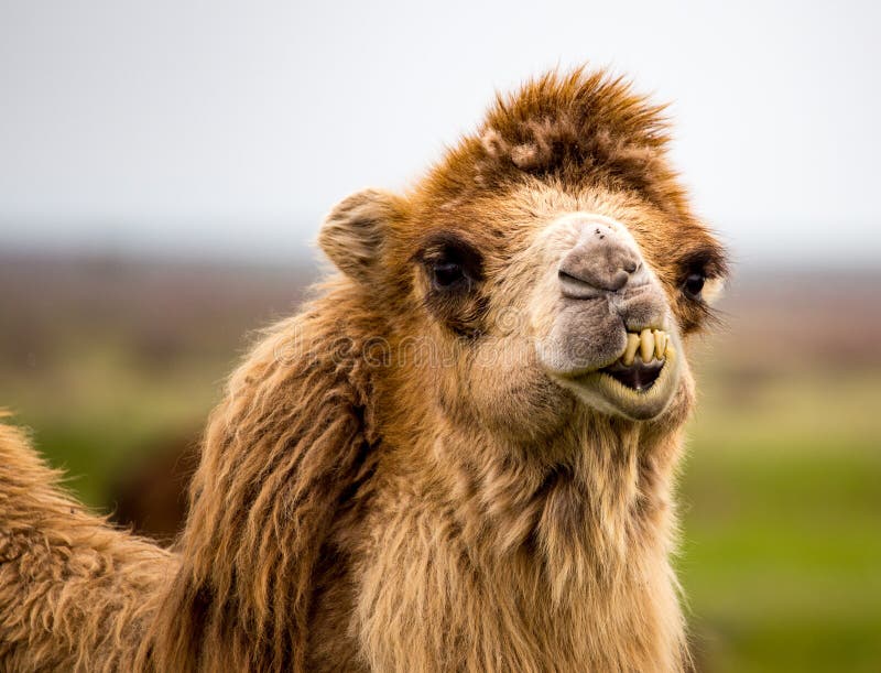 Portrait of Camel on Nature in Spring Stock Image - Image of hair ...