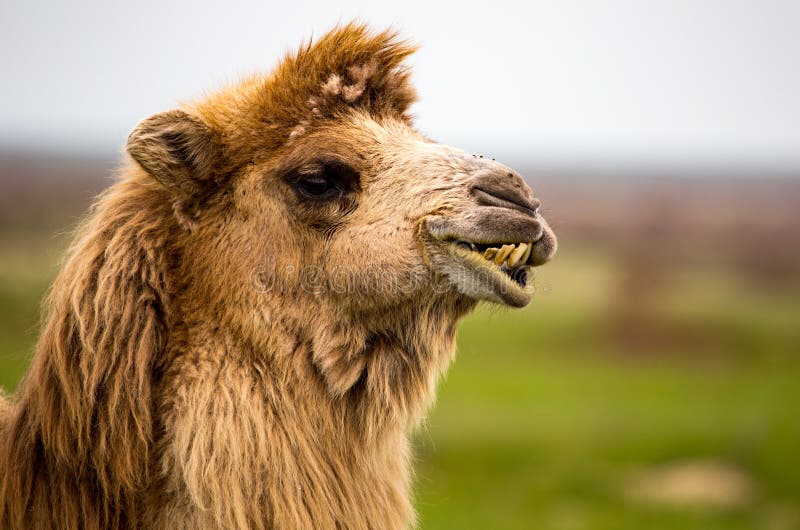 1,863 Camel Spring Photos - Free & Royalty-Free Stock Photos from ...