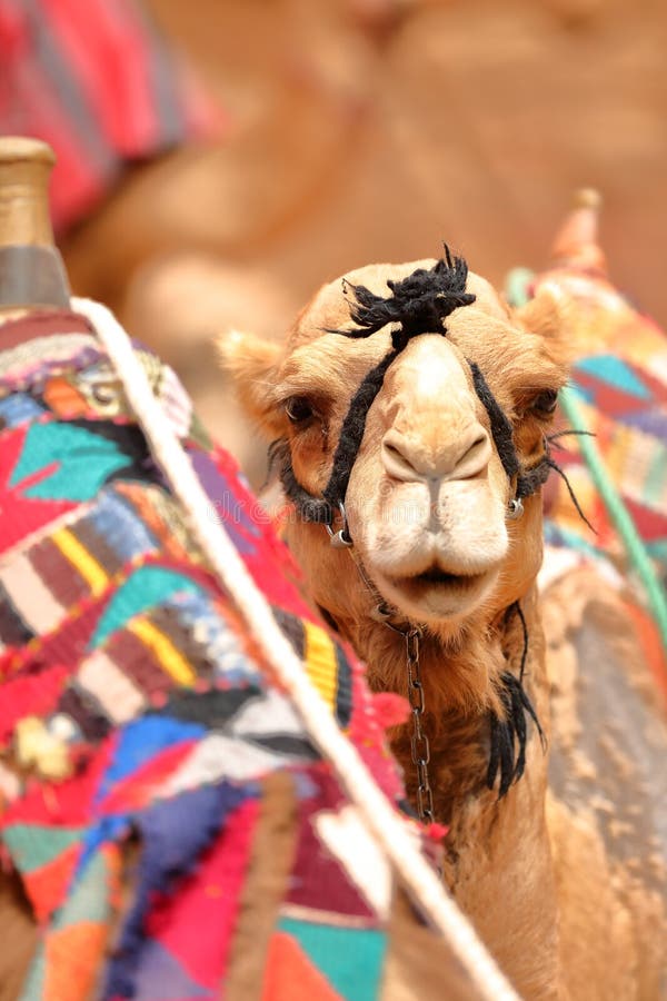 Portrait of a Camel in Petra, Jordan Stock Image - Image of east ...