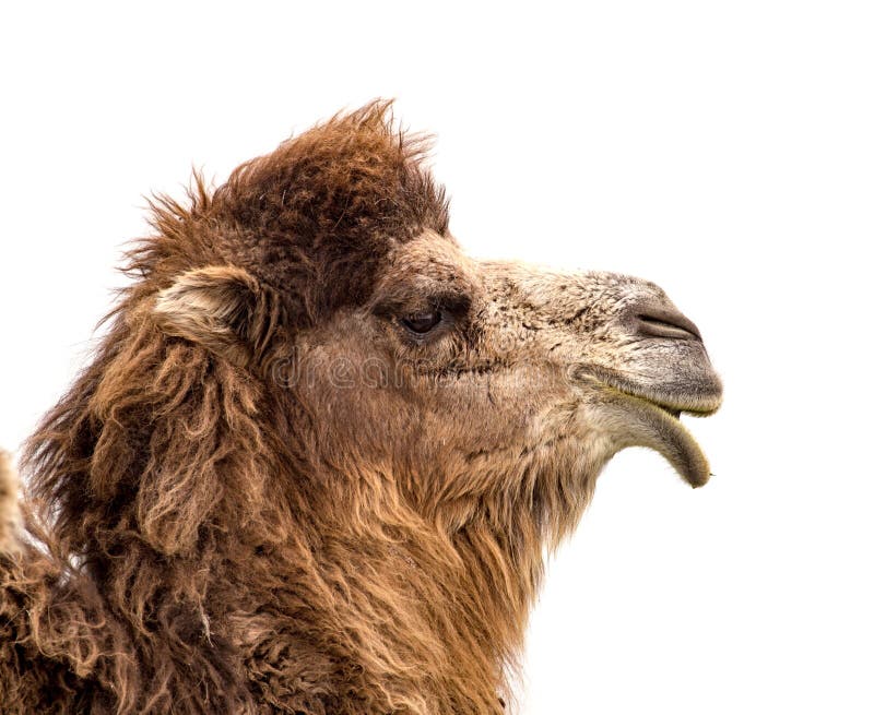 3,736 Camel White Background Photos - Free & Royalty-Free Stock Photos ...