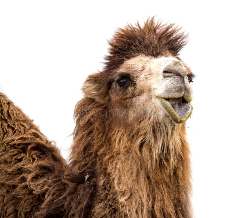 3,736 Camel White Background Photos - Free & Royalty-Free Stock Photos ...