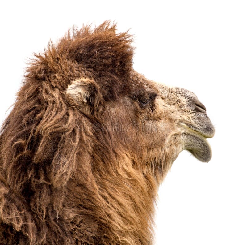 Portrait of a Camel on a White Background Stock Image - Image of white ...
