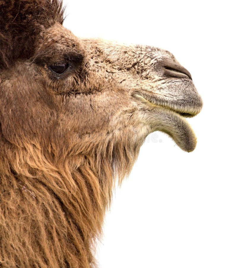 3,736 Camel White Background Photos - Free & Royalty-Free Stock Photos ...