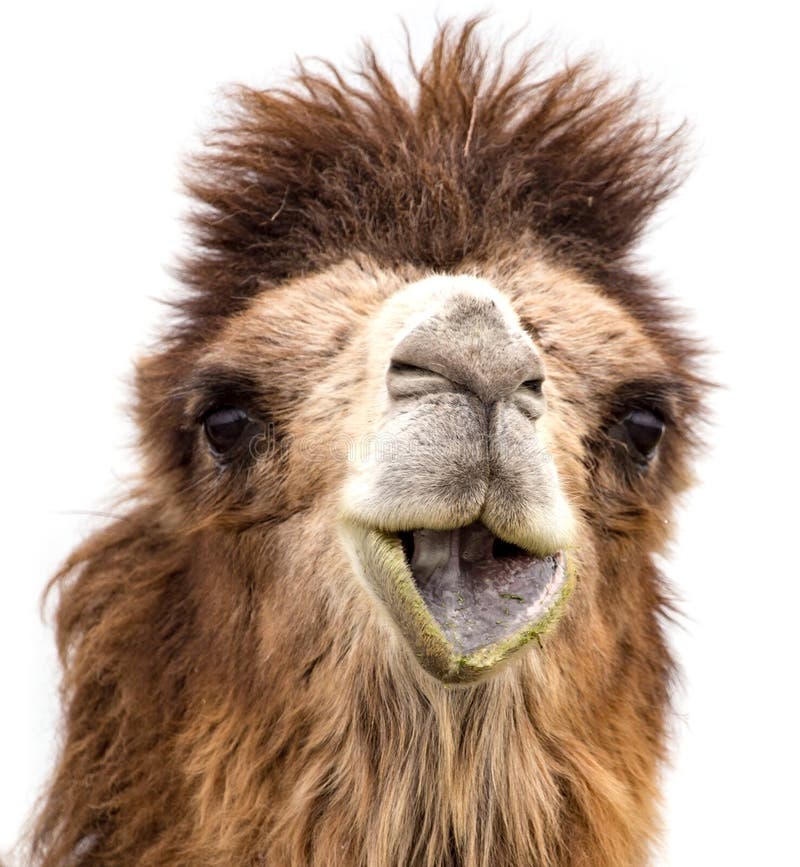 3,736 Camel White Background Photos - Free & Royalty-Free Stock Photos ...