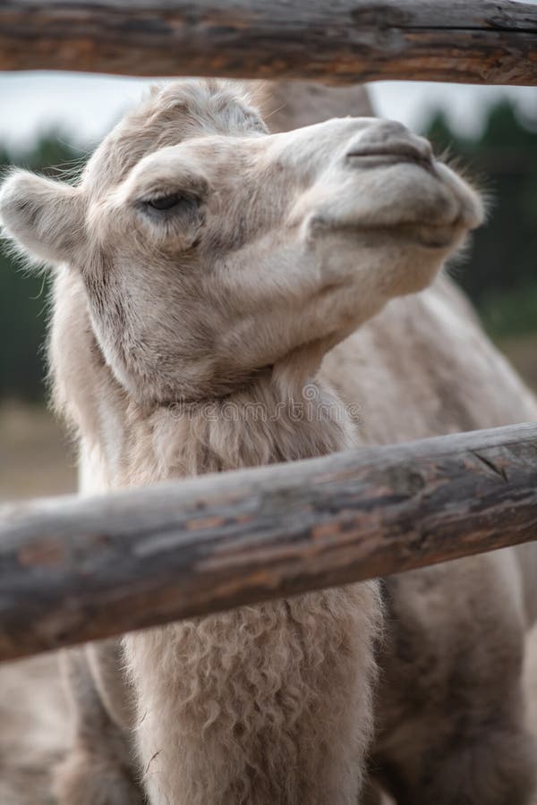 Angry camel stock photo. Image of going, fauna, wild - 17184582
