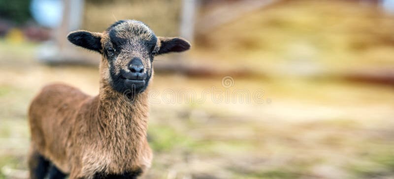 Cameroon Ram stock image. Image of brown, horns, eyes - 4526445