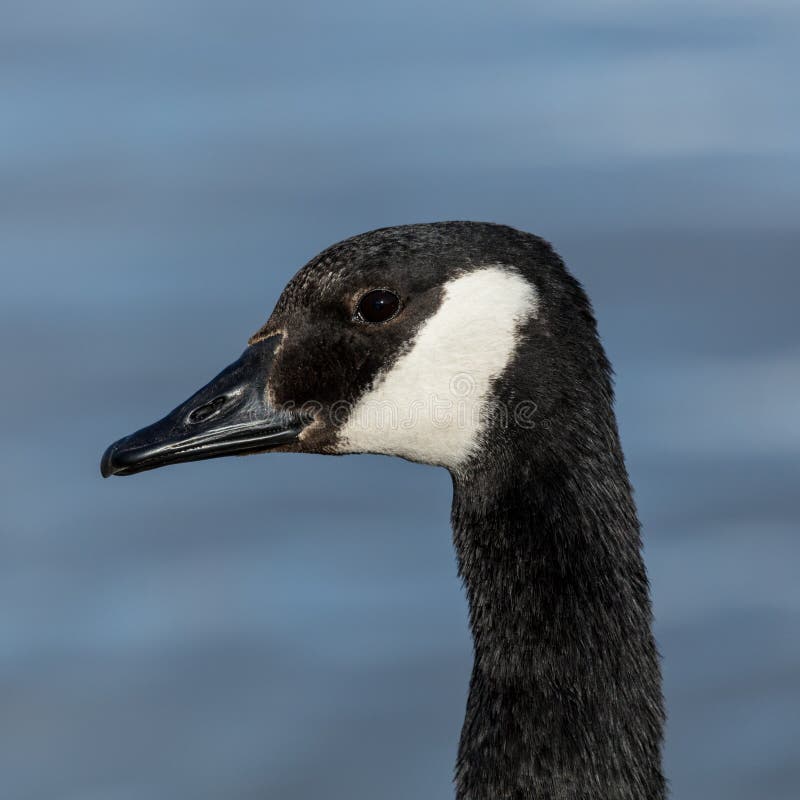 Portrait of a Canada Goose, Bird. Stock Image - Image of canada ...