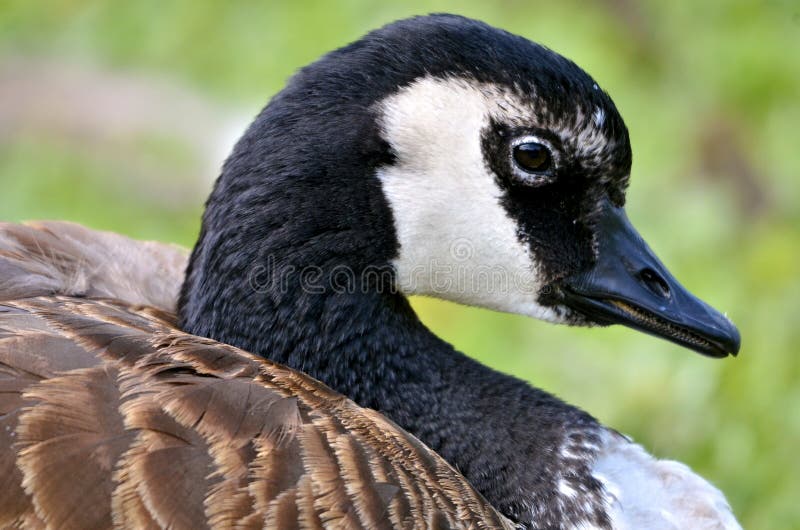 Portrait Canada goose stock photo. Image of bird, branta - 36831678