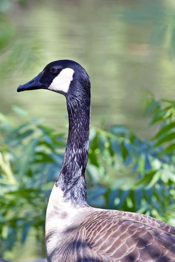 Portrait of a Canada Goose stock image. Image of green - 39732967