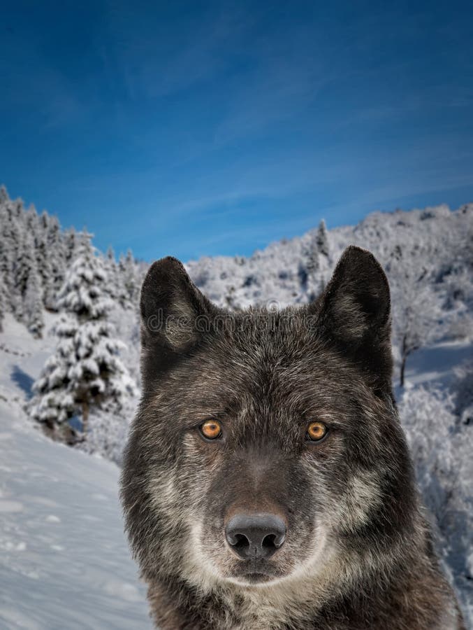 Canadian Wolf stock photo. Image of freedom, muzzle, canadian - 131238