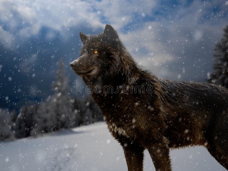 Portrait of Canadian Wolf in Snowy Weather Stock Image - Image of ...