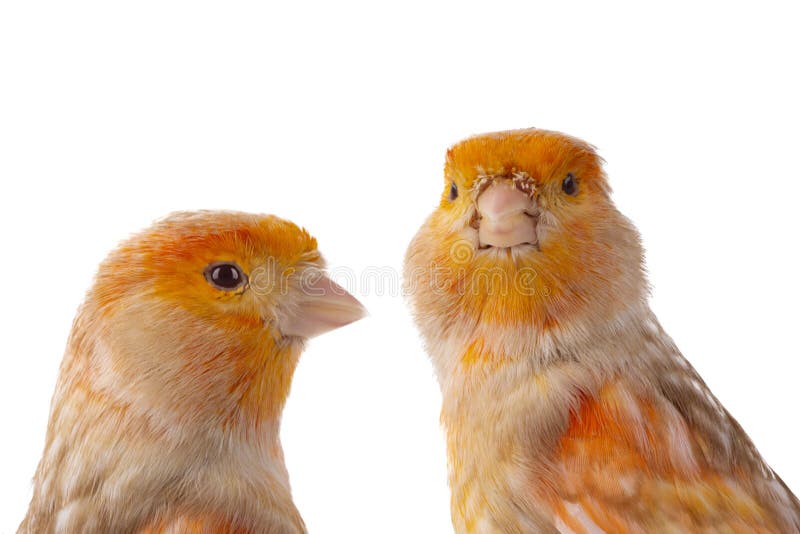 Canary Portrait Isolated on White Background Stock Image - Image of ...