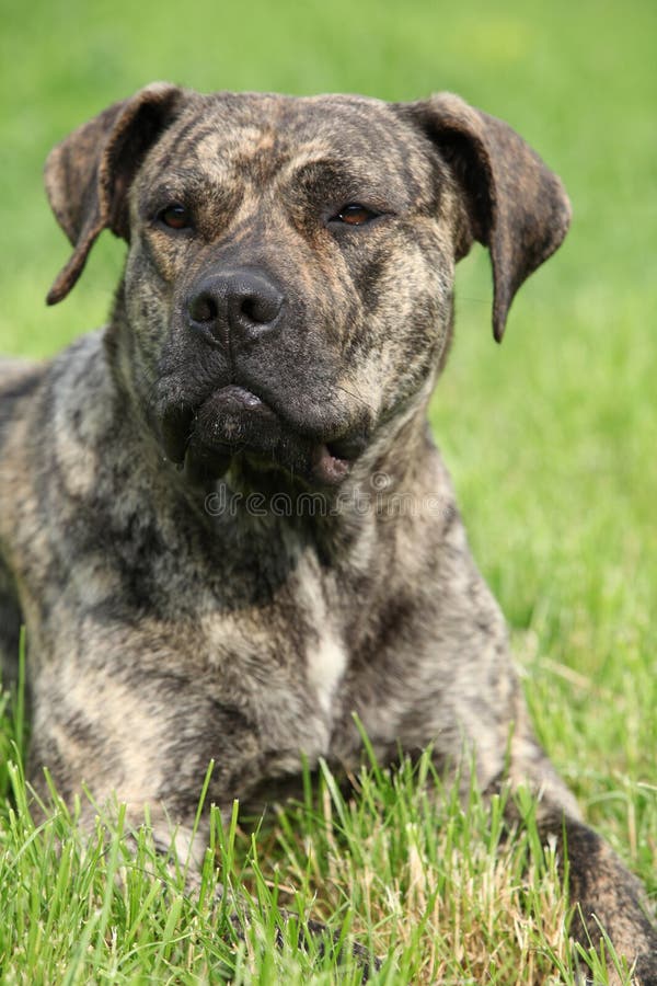 Perro de Presa Canario stock image. Image of dogo, presa - 26797997