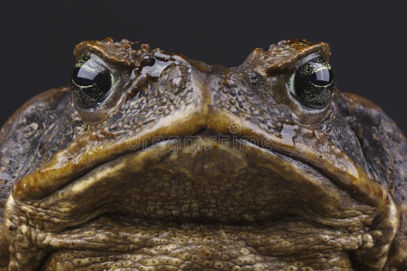 A Portrait of a Cane Toad Against a Black Background Stock Photo ...