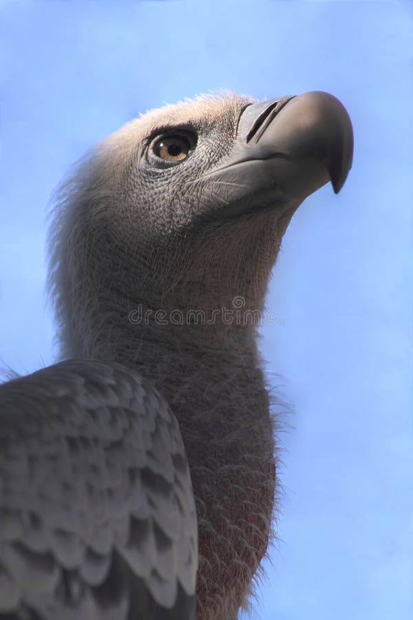 The Cape Griffon or Cape Vulture Stock Photo - Image of africa ...