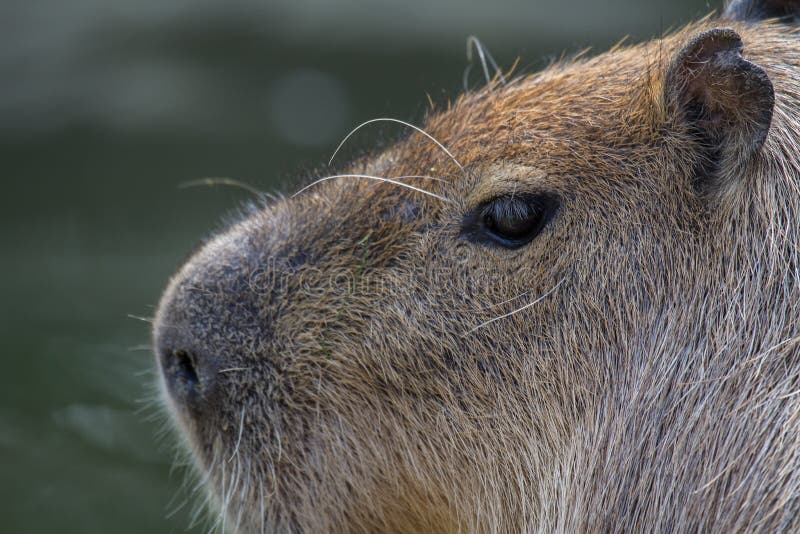 1,080 Brown Capibara Stock Photos - Free & Royalty-Free Stock Photos ...