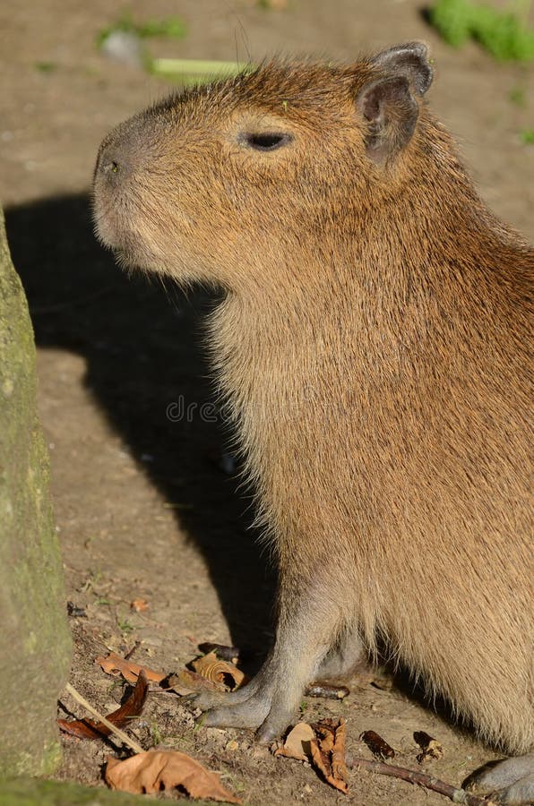 Young Capybara stock photo. Image of rodent, hydrochoerus - 22258518