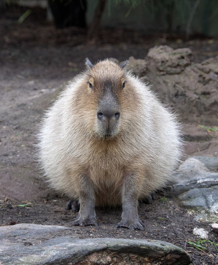 A Portrait of a Capybara Looking at Camera. Capybara Front View Stock ...