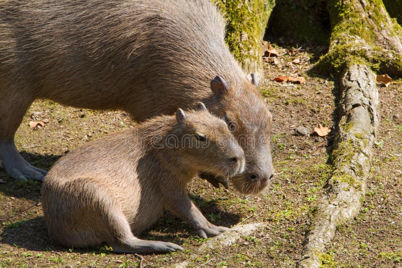 Portrait of a Capybara stock photo. Image of rodents - 22215244