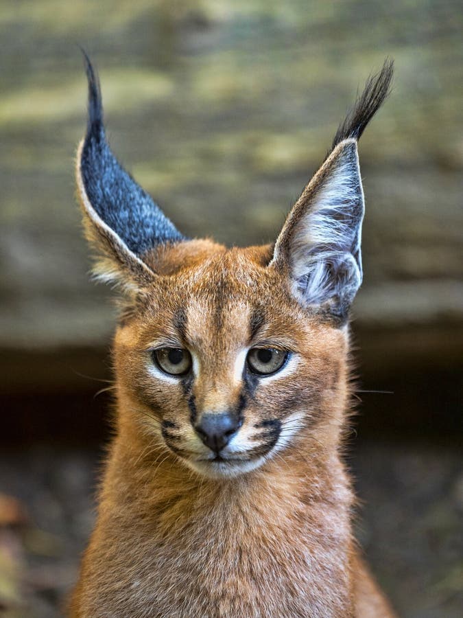 Portrait of a Caracal, Caracal Caracal, with Beautiful Brushes on Its ...