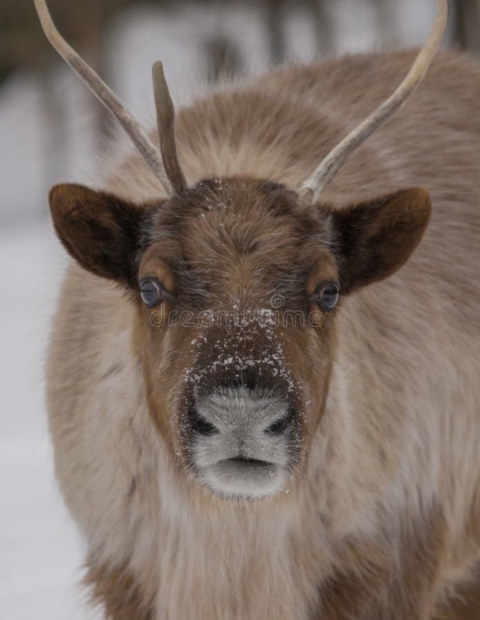 Caribou Fur Close-up in Winter Stock Photo - Image of christmas, deer ...