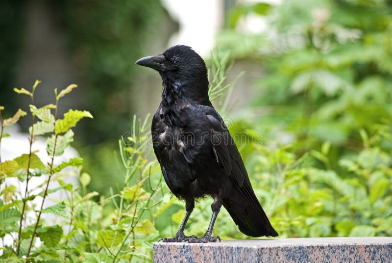 Crow or raven portrait stock image. Image of portrait - 18656597
