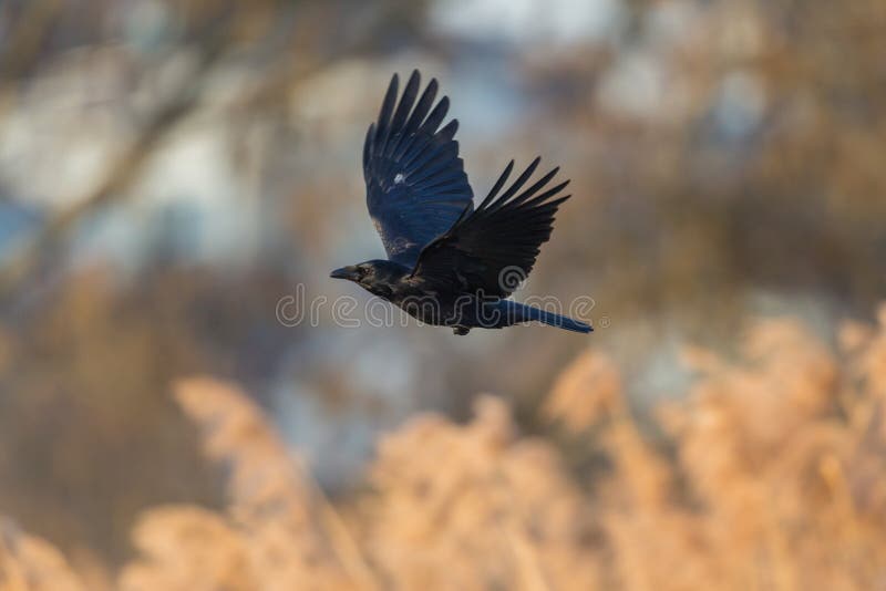 Portrait of Carrion Crow Corvus Corone Flying Stock Photo - Image of ...