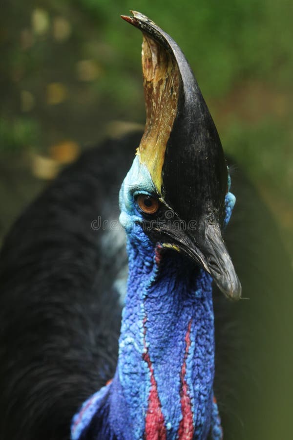 Portrait of a Cassowary Bird Looking Forward Stock Image - Image of ...
