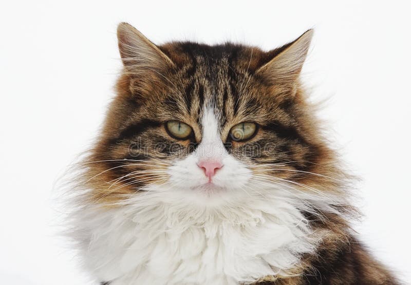 Portrait of the cat stock photo. Image of background - 13921500