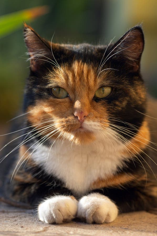 Portrait of a cat stock photo. Image of blurred, background - 1499242