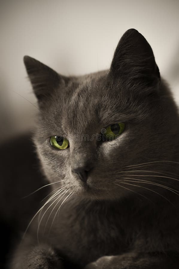 Grey Cat and Pink Flowers stock photo. Image of british - 10872558