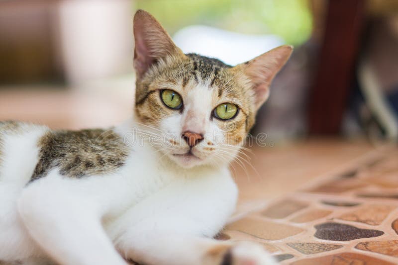 Portrait of cat stock image. Image of birman, calico - 94062345