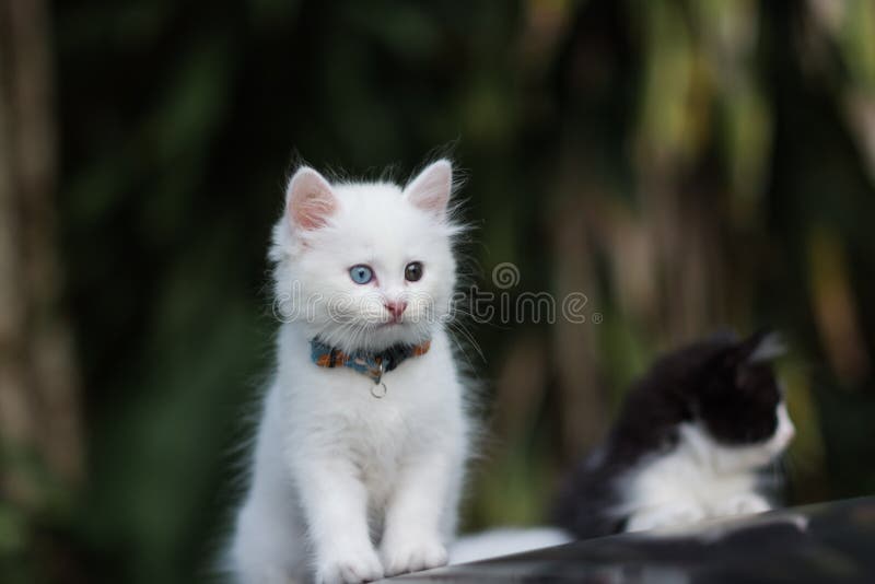 Portrait of cat stock image. Image of beautiful, birman - 94064267