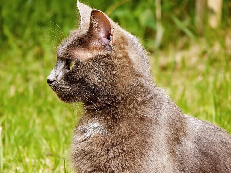 Portrait of a cat close-up stock image. Image of close - 93155467