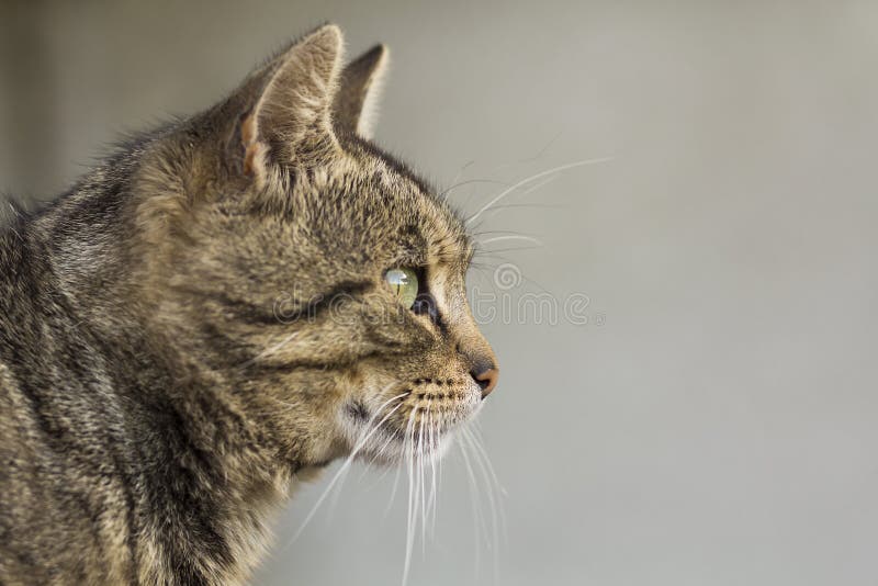 Portrait of a Cat Close-up. Pet Animal. Stock Image - Image of cute ...