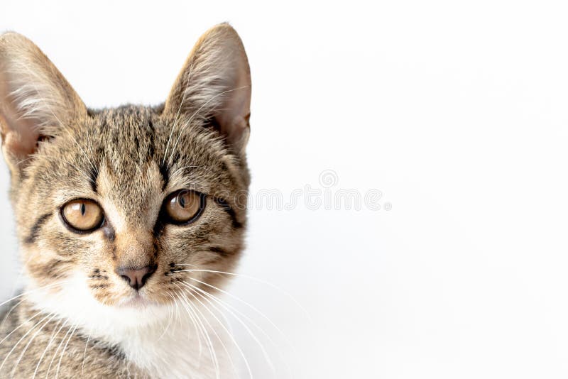 Portrait of cat stock photo. Image of copy, view, animal - 158035366