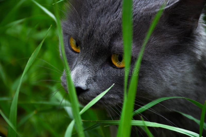 Portrait of a cat. stock photo. Image of flower, kitten - 244605040