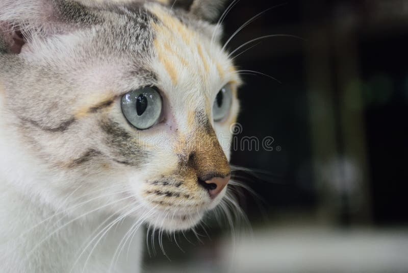 Portrait of Cat Face Close Up Shot Stock Photo - Image of white, eyes ...