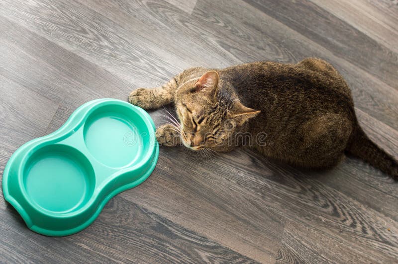 Portrait of a Cat on the Floor with an Empty Bowl. Hungry Cat Stock ...