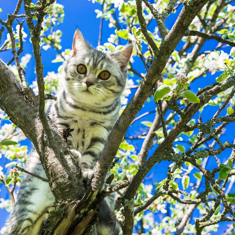 Tabby Cat Sitting on Mossy Tree and Look Around Stock Photo - Image of ...