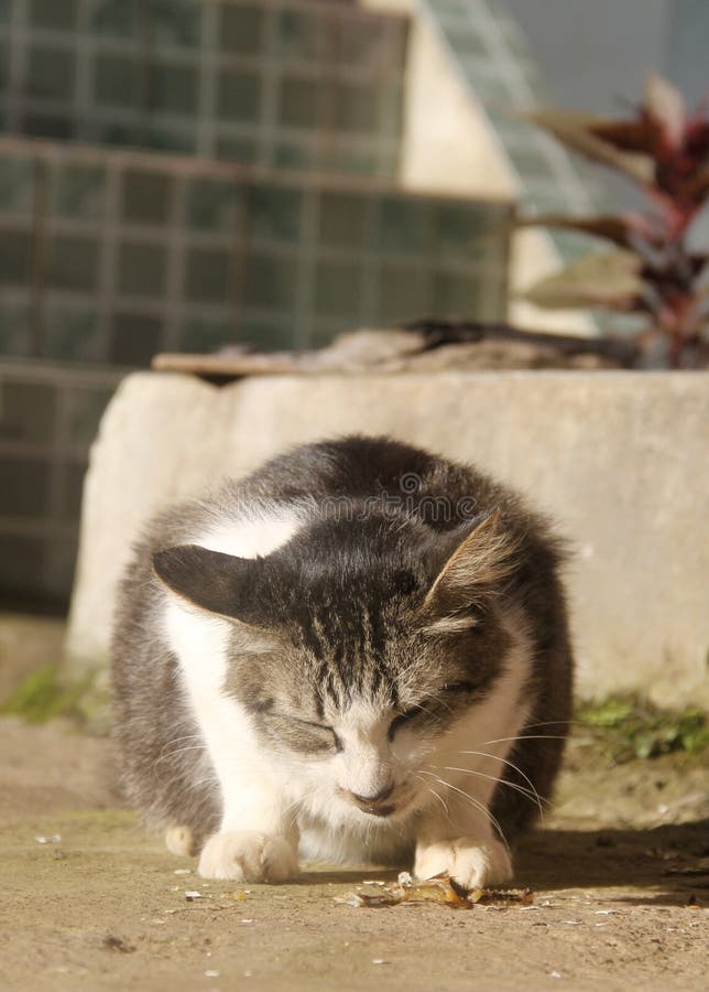 Portrait of a Cat from the Front. Stock Photo - Image of cute, sweet ...